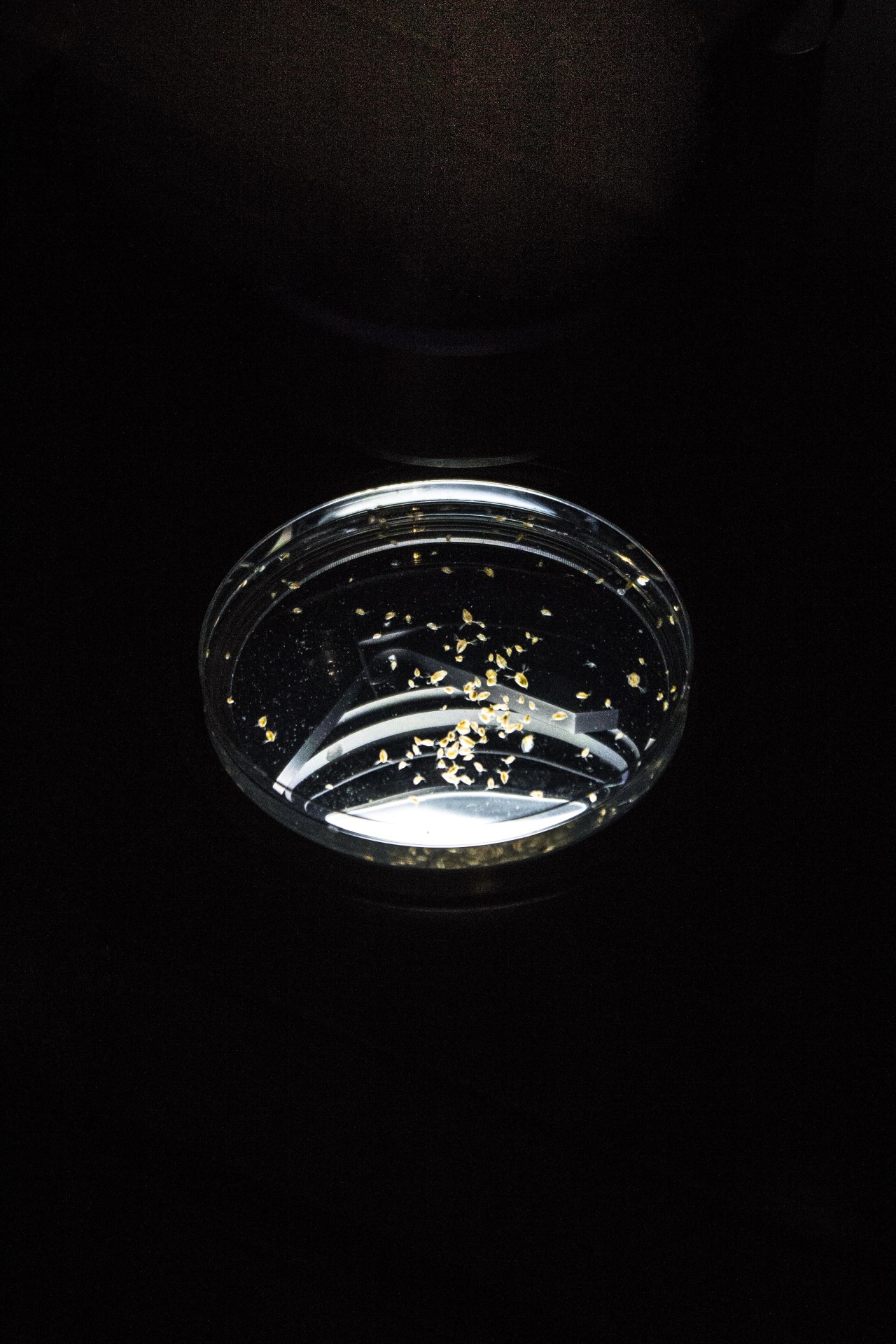 Visual and Graphic Work – Studio Tao Chan